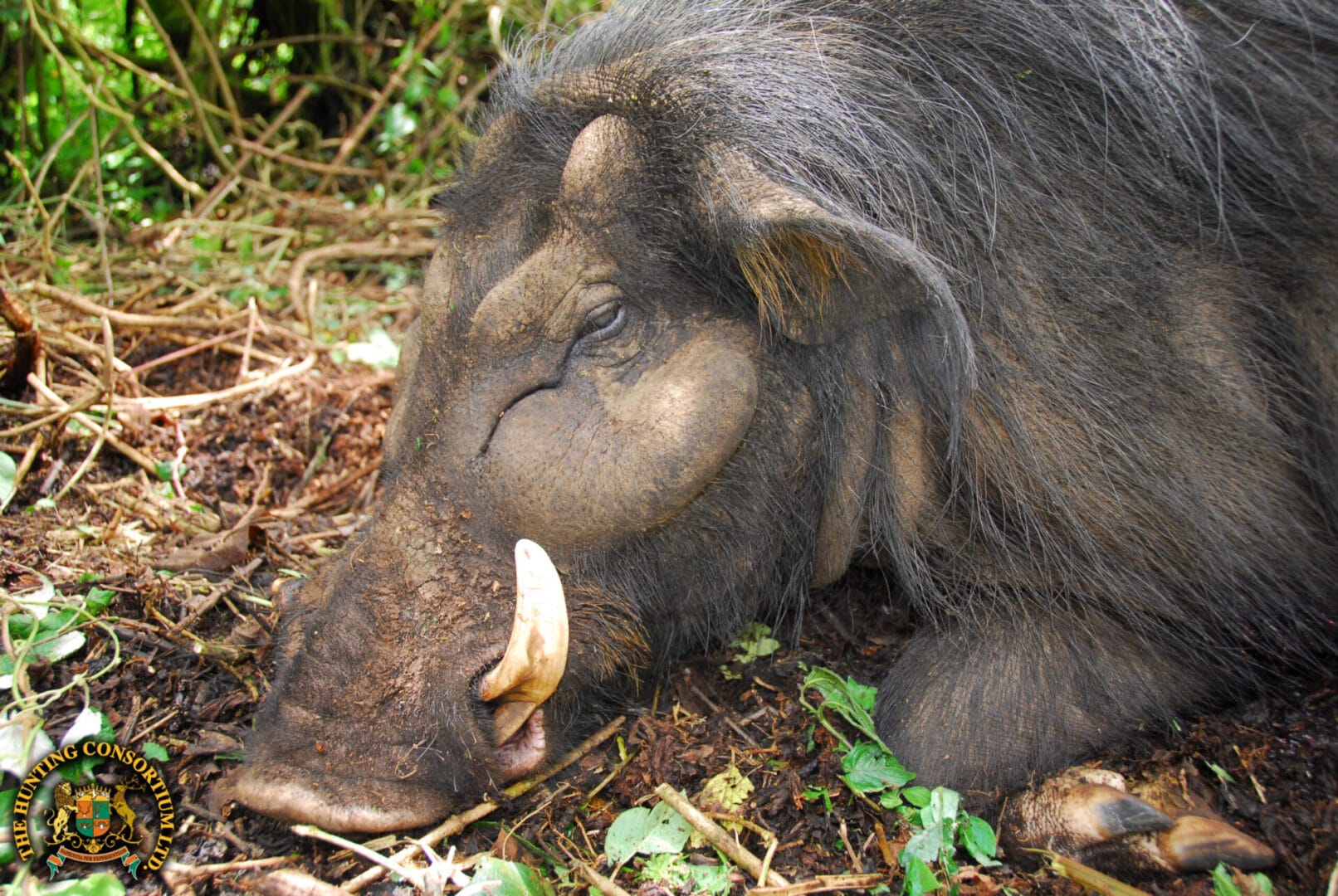 Giant Forest Hog Hunting: Africa’s Largest Wild Hog