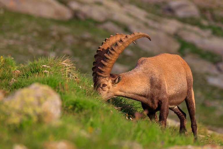 Alpine Ibex Hunting | The World's Best Alpine Ibex Hunting