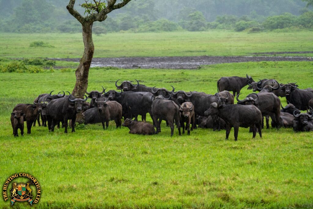 African Hunting | Best Safaris In Africa 100% Success Rate