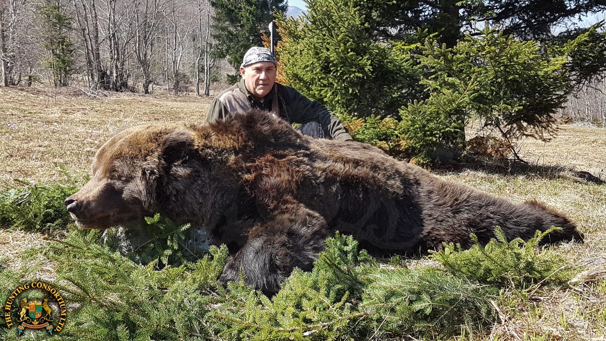 European Brown Bear Hunting. 3 Best Brown Bear Hunts