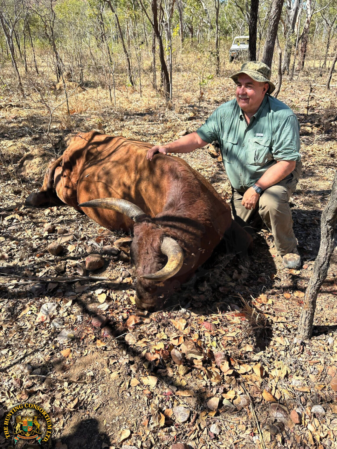 Feral Ox Hunting | The Top Areas & Best Success Rates