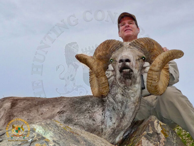 Gobi Argali Hunting | Best Gobi Argali Hunting In Mongolia