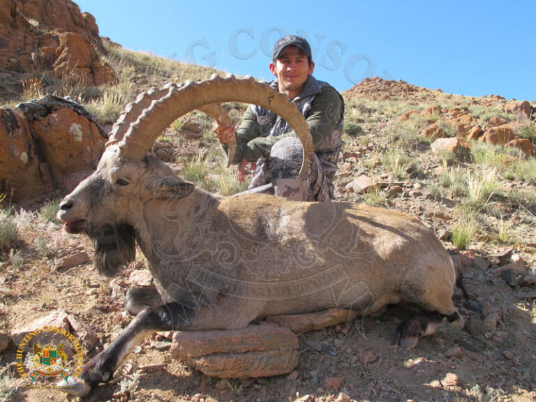 Gobi Argali Hunting | Best Gobi Argali Hunting In Mongolia
