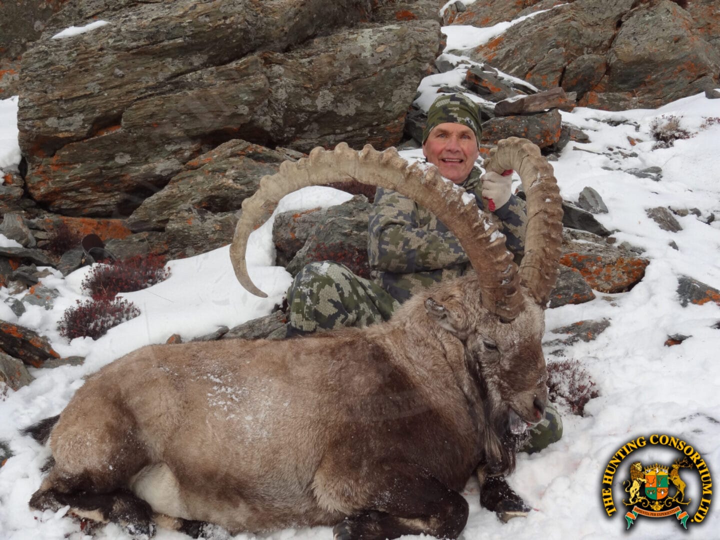 Altai Ibex Hunting | The Best Altai Ibex Hunting In Mongolia
