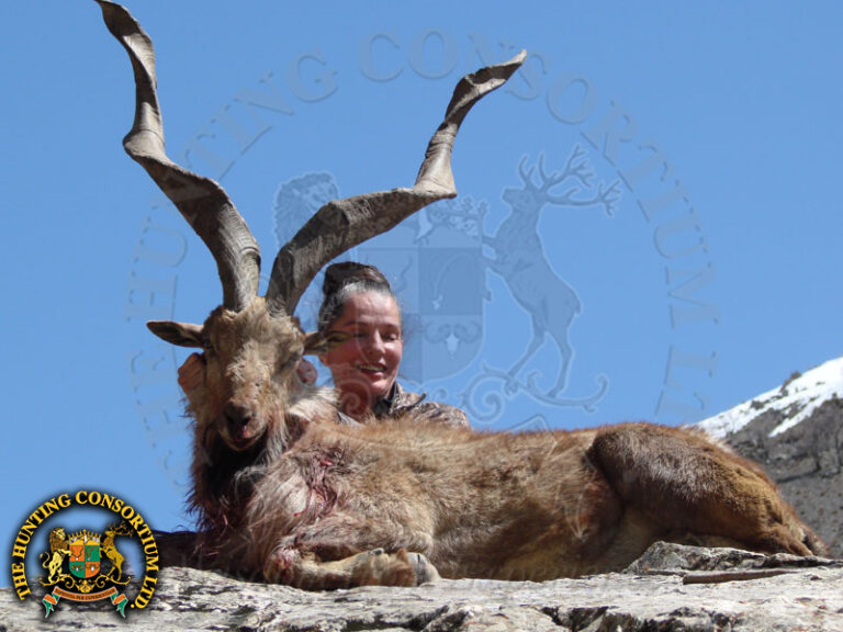 Kashmir Markhor Hunting: Unforgettable Trophy Adventure
