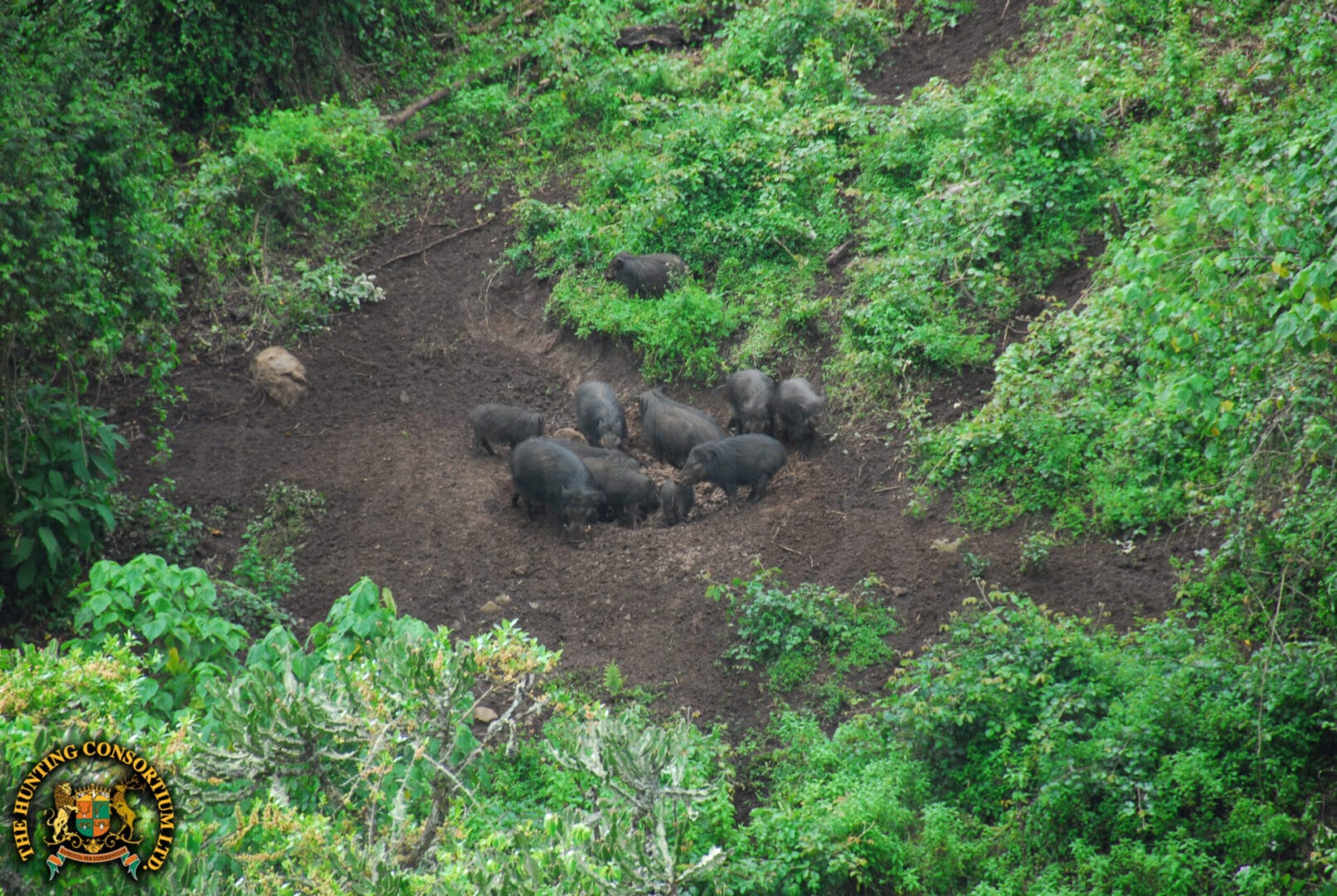 Giant Forest Hog Hunting: Africa’s Largest Wild Hog