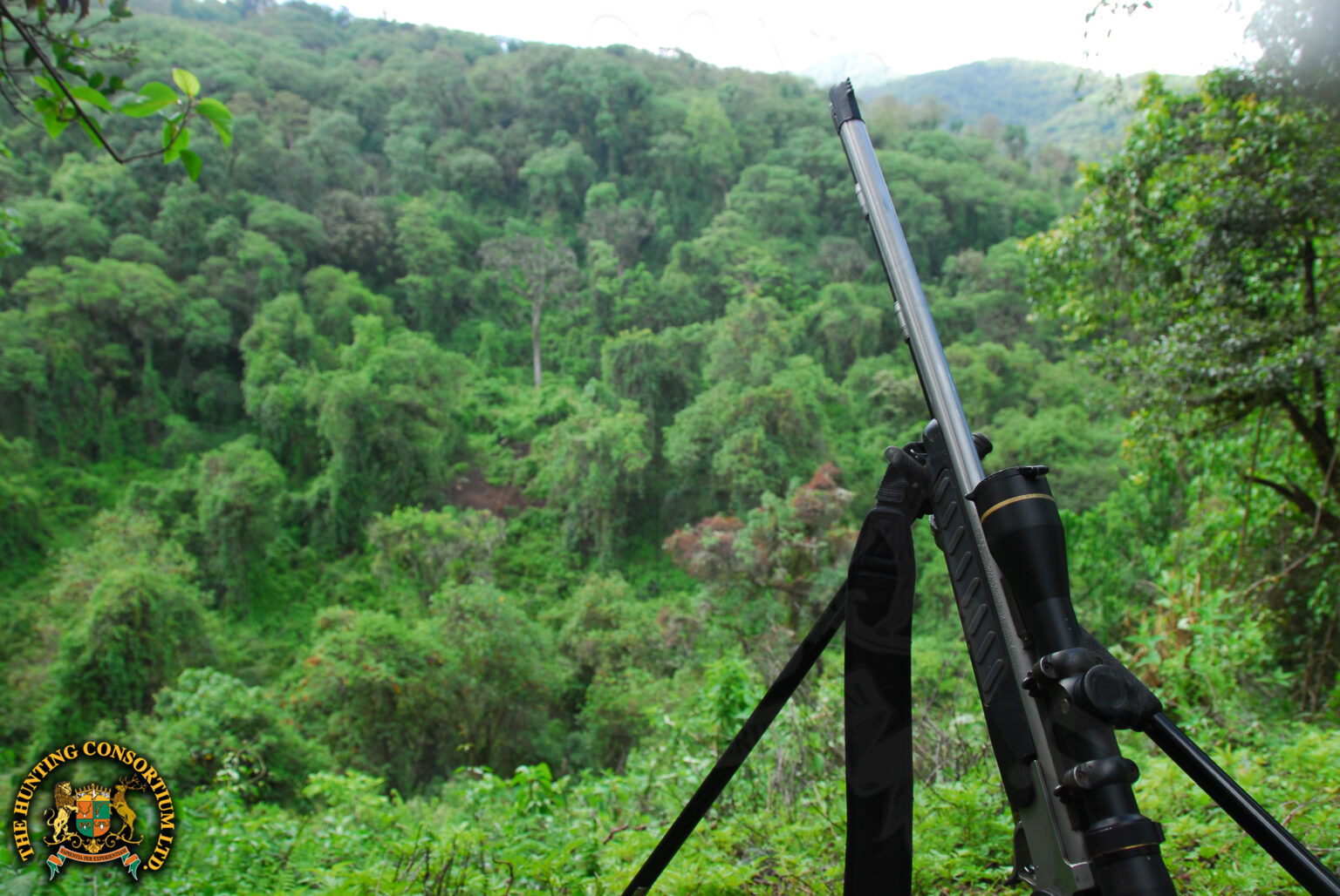 Giant Forest Hog Hunting: Africa’s Largest Wild Hog