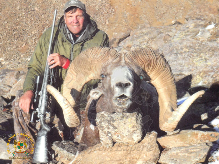 Altai Argali Hunting | Best Altai Argali Hunting In Western Mongolia