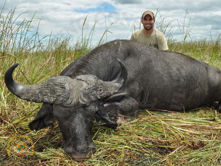 Cape Buffalo Safari | The World's Best In Hunting Esccapes