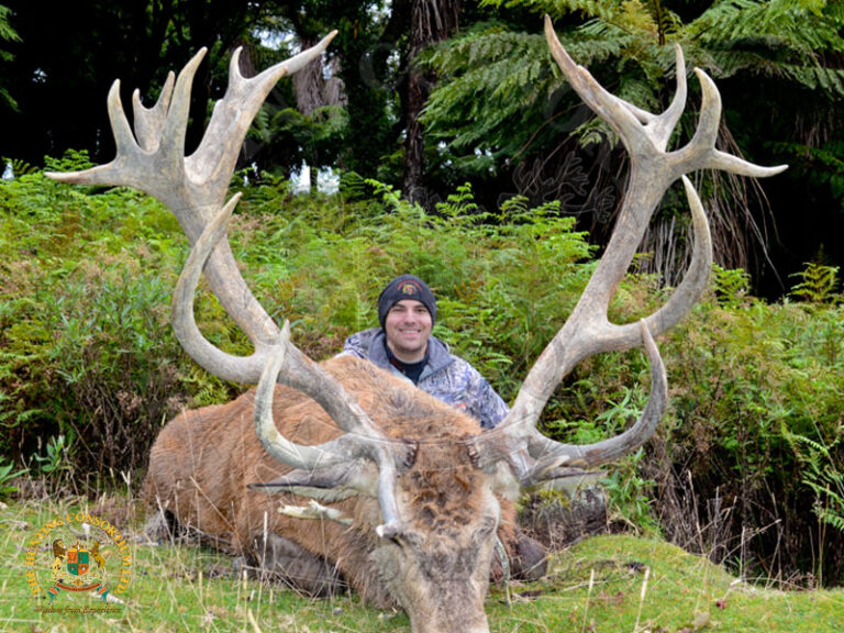 European Red Stag Hunting | World's Best Red Stag Hunting