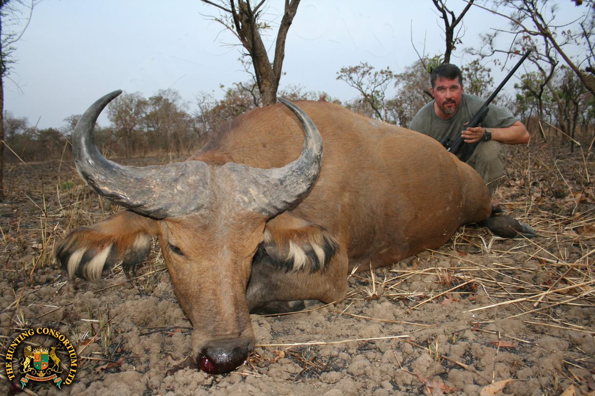West African Savanna Buffalo Hunting | Best Areas