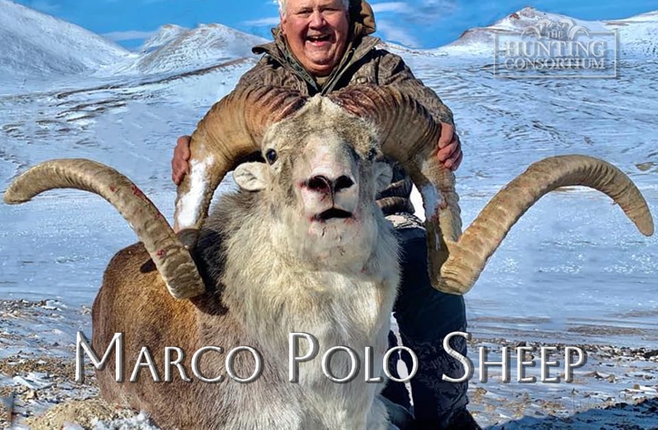 #1 In Marco Polo Sheep Hunting | Best In Marco Polo Sheep Hunts