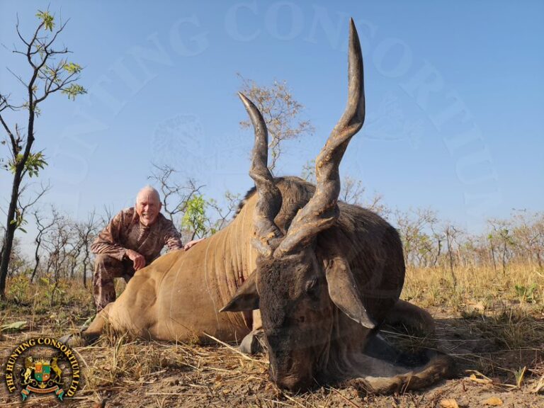 Giant Eland Hunting - Lord Derby Eland Hunts In Cameroon