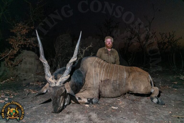 Giant Eland Hunting - Lord Derby Eland Hunts In Cameroon