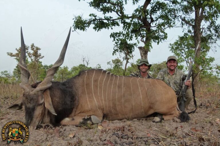 Giant Eland Hunting - Lord Derby Eland Hunts In Cameroon