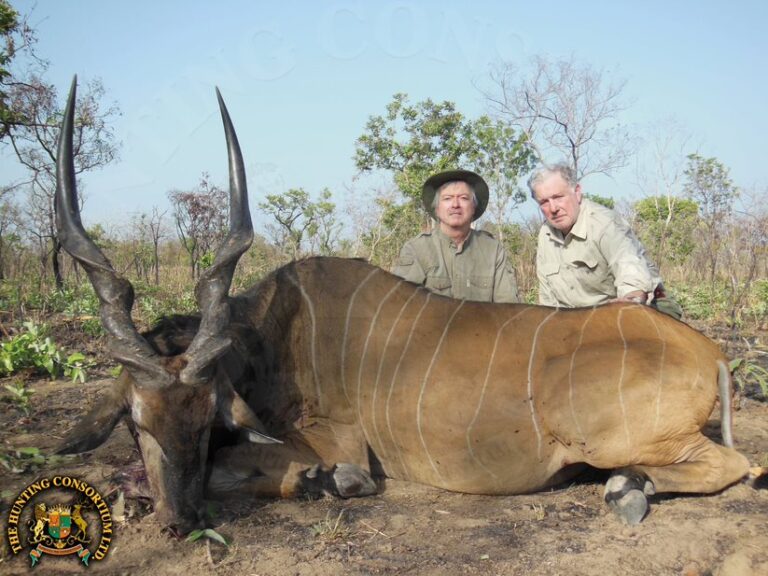 Giant Eland Hunting - Lord Derby Eland Hunts In Cameroon