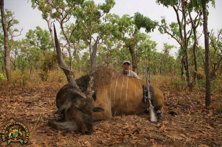 Giant Eland Hunting - Lord Derby Eland Hunts In Cameroon