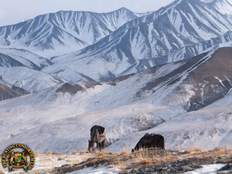 Hunting In Asia | Hunting In Asia With The Best Outfitters